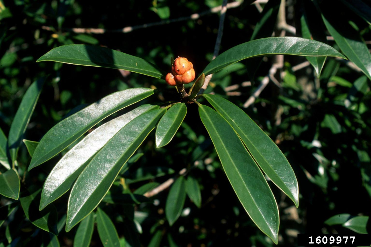 magnolia (Magnolia insignis Wall.)