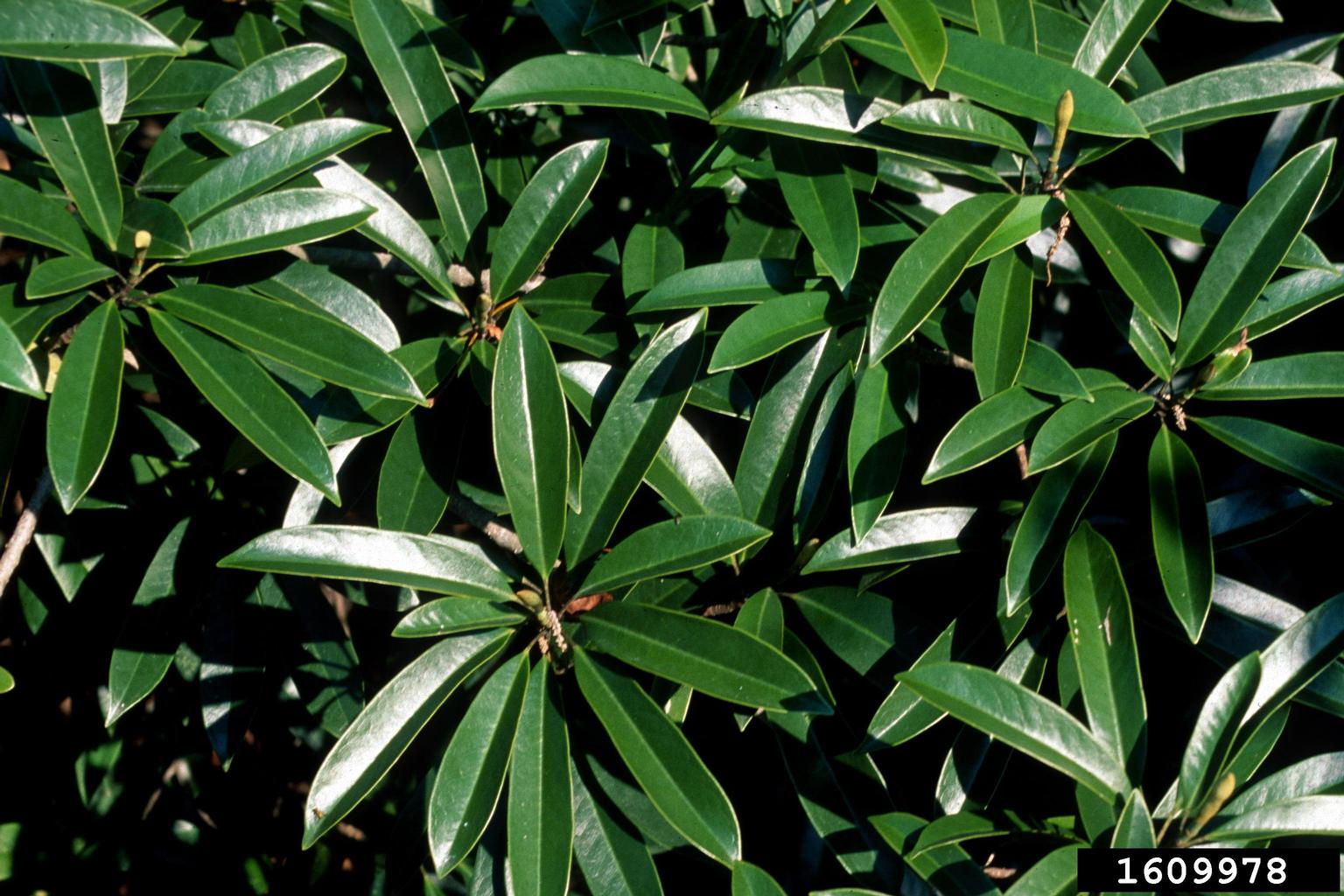 magnolia (Magnolia insignis)