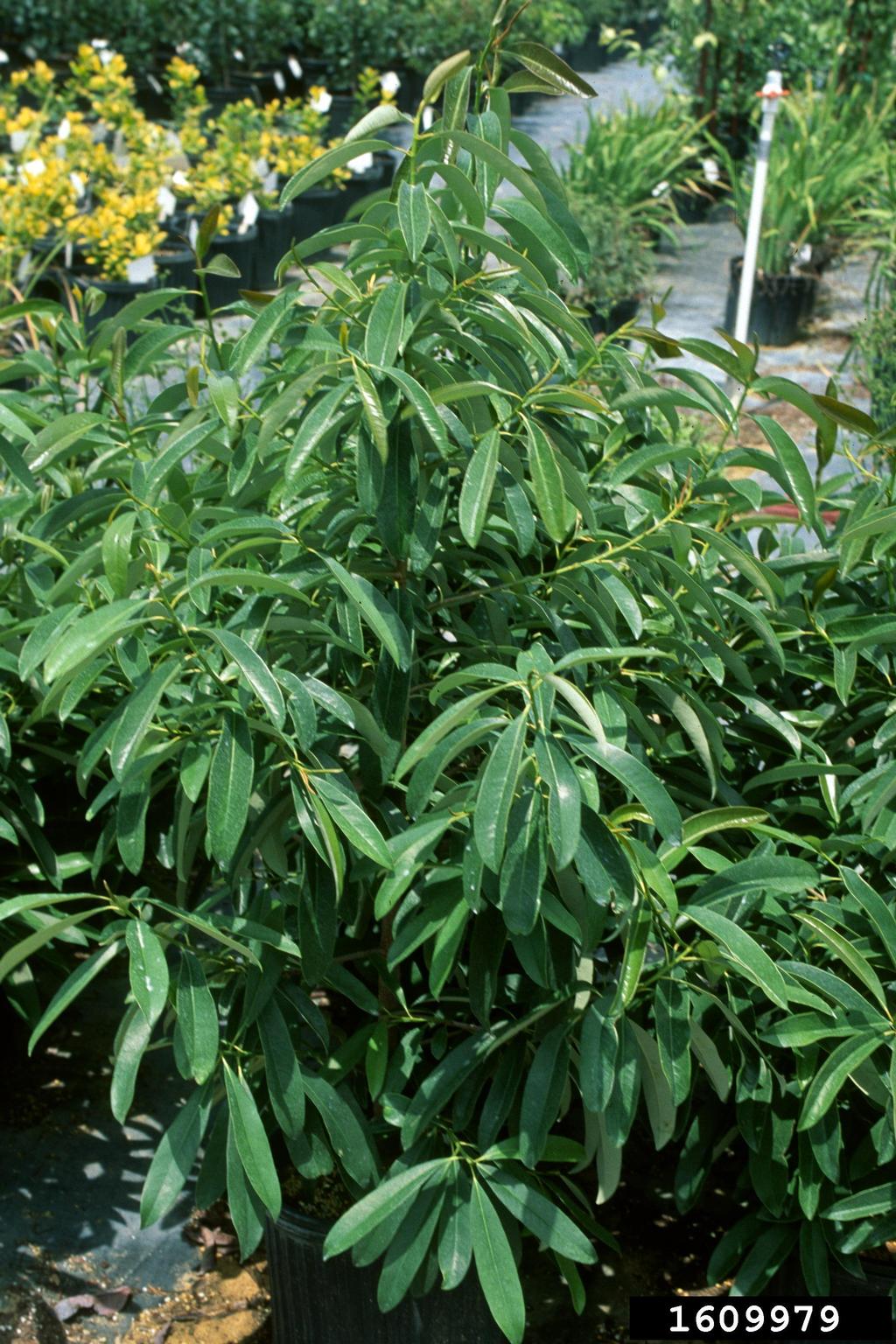 magnolia (Magnolia insignis Wall.)