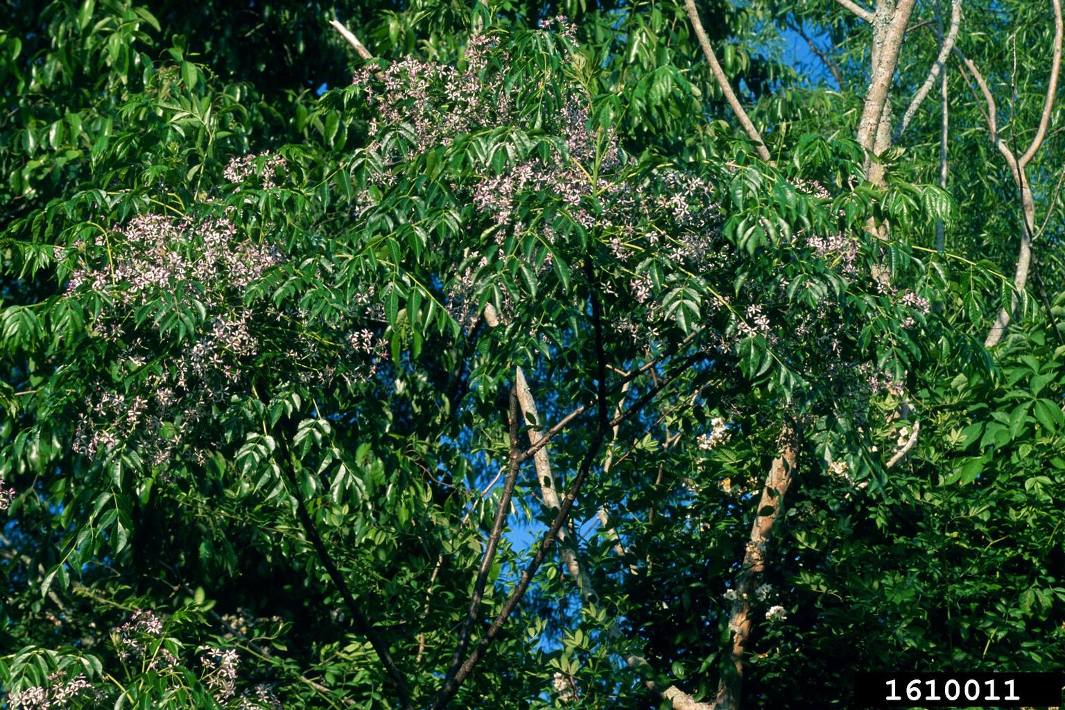 chinaberry (Melia azedarach L.)