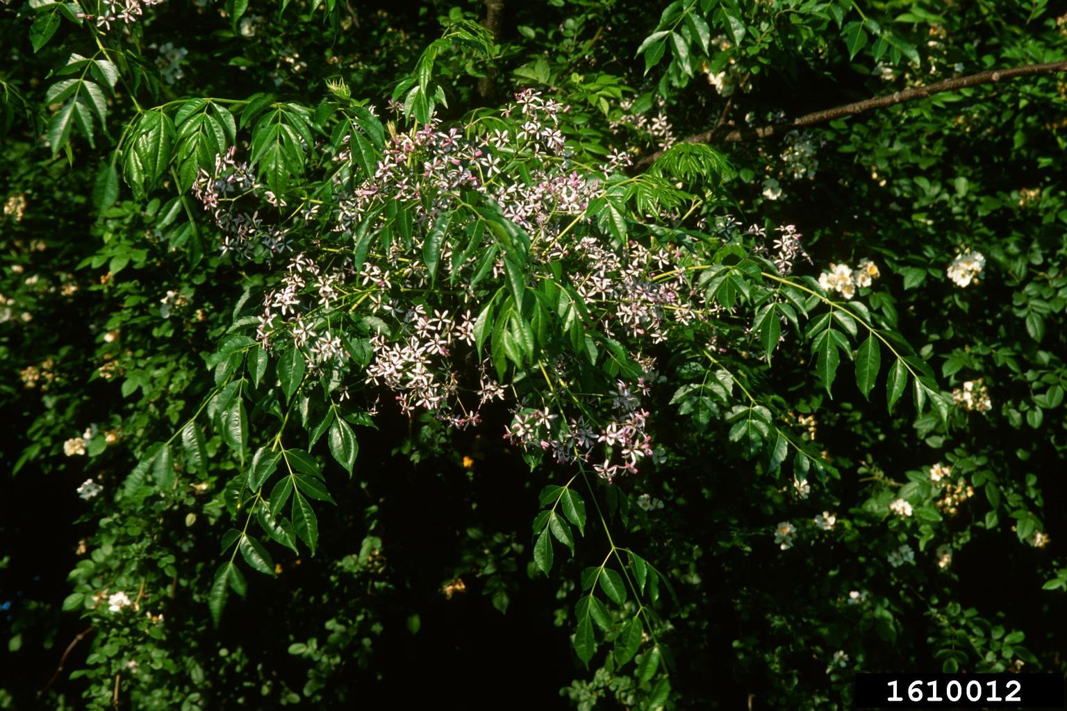 chinaberry (Melia azedarach L.)