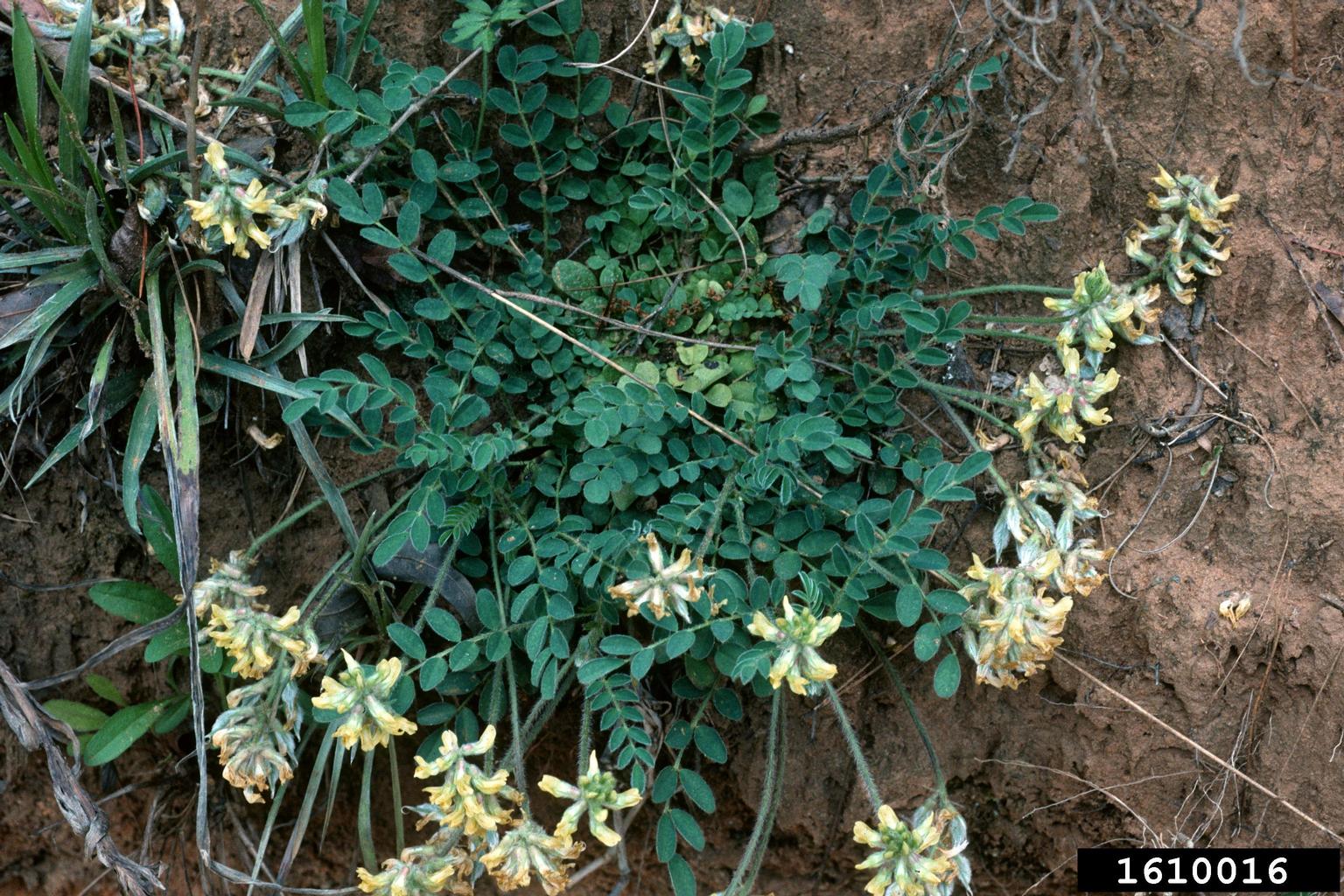 annual yellow sweetclover (Melilotus indicus)