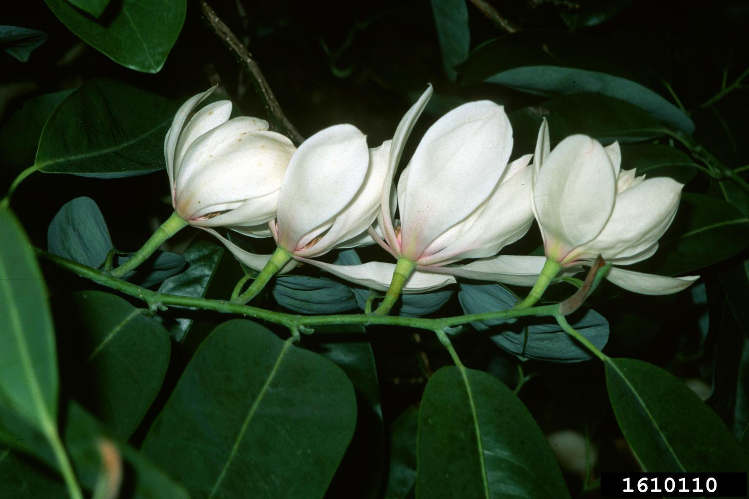 magnolia (Magnolia maudiae (Dunn) Figlar)