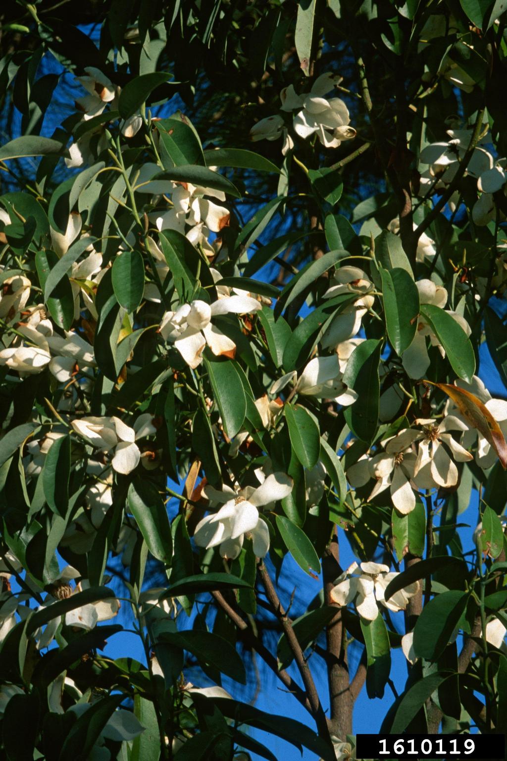 magnolia (Magnolia maudiae (Dunn) Figlar)