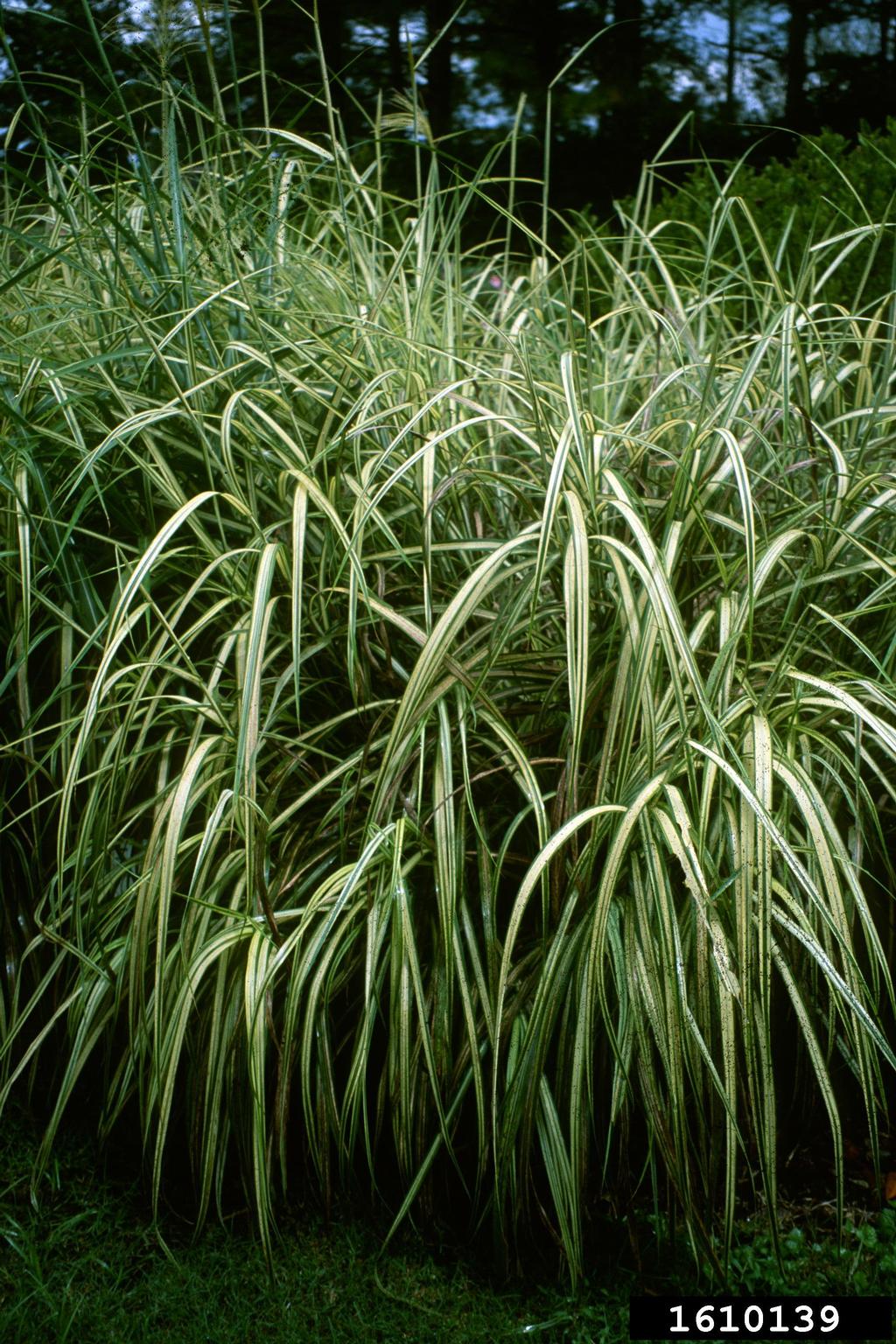 bristle miscanthus (Miscanthus sinensis Anderss.)