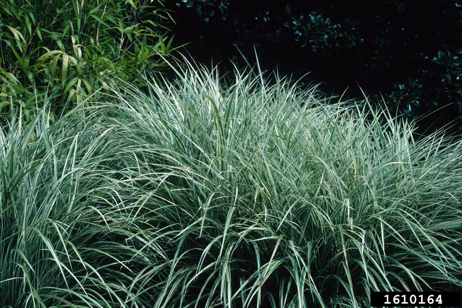 Chinese silvergrass (Miscanthus sinensis)