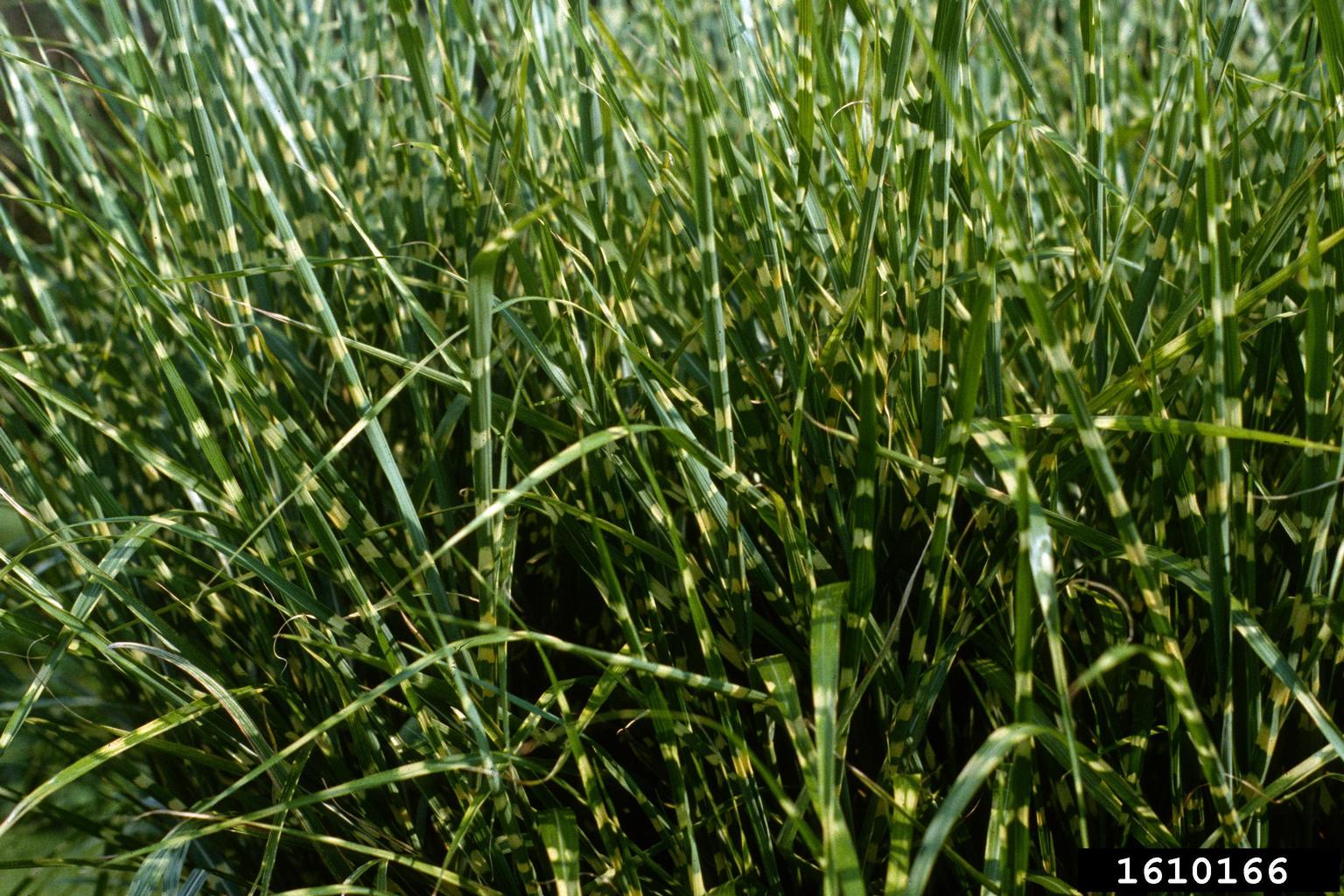Chinese silvergrass (Miscanthus sinensis)