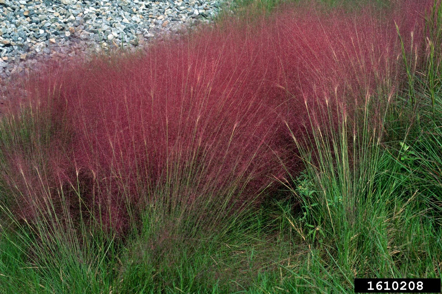 hairyawn muhly (Muhlenbergia capillaris)