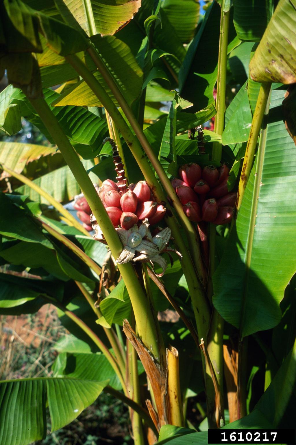 bananas (Genus Musa)