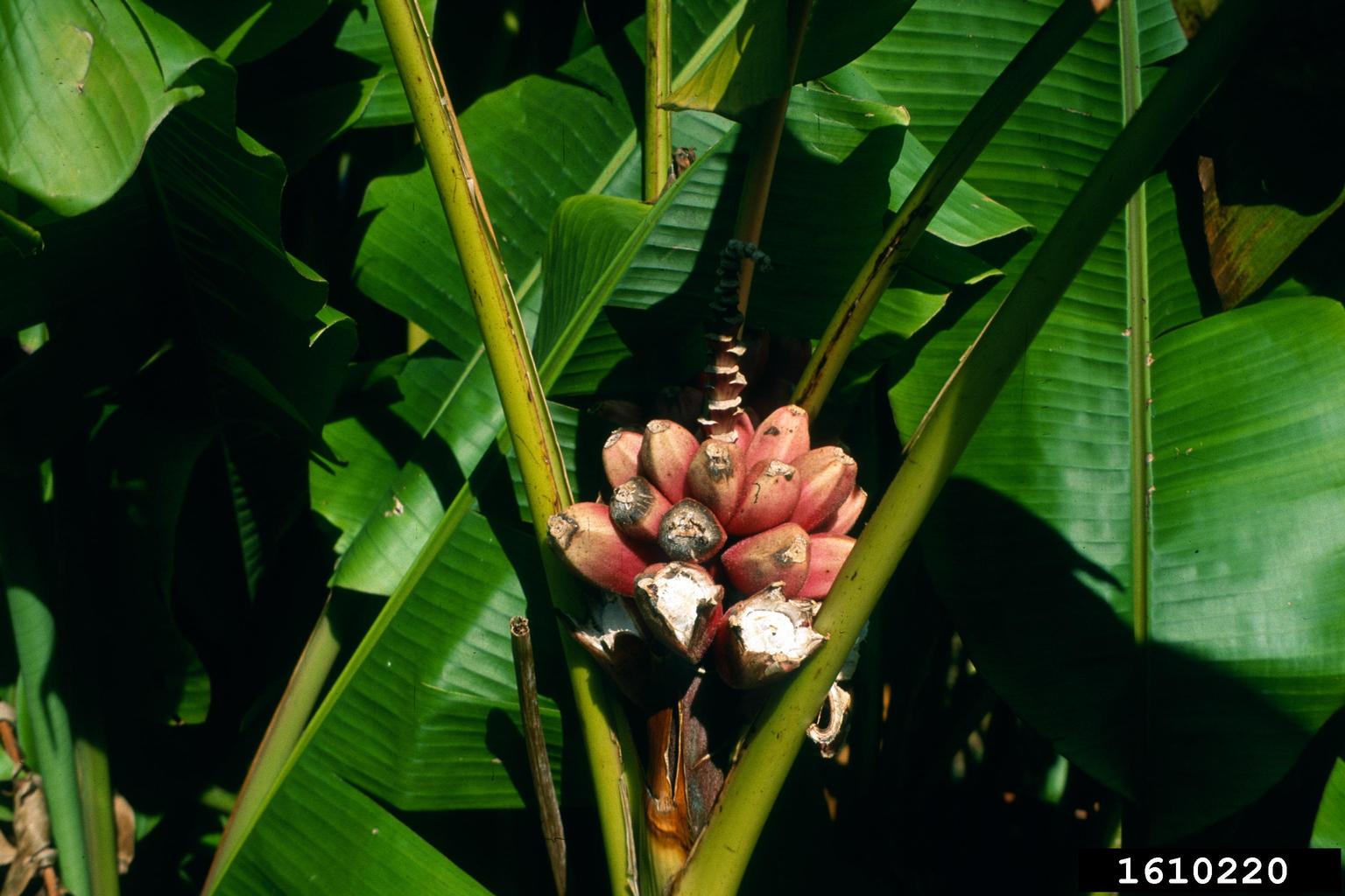 bananas (Genus Musa)