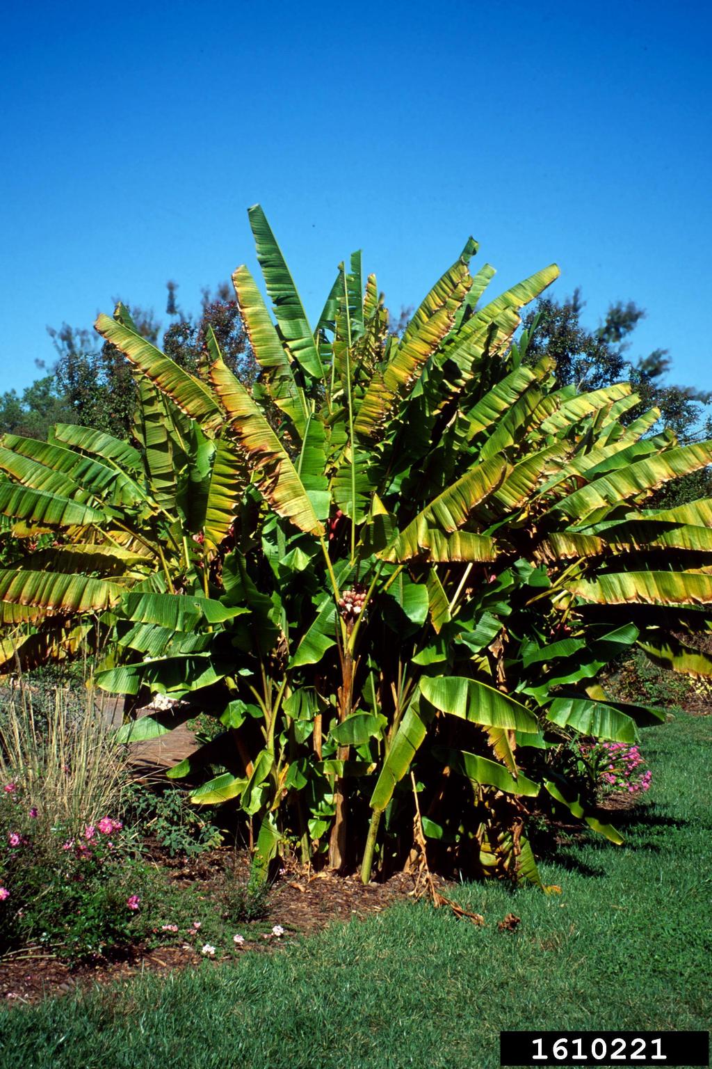 bananas (Genus Musa L.)