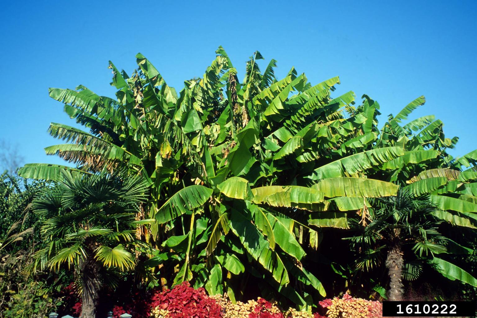 bananas (Genus Musa L.)