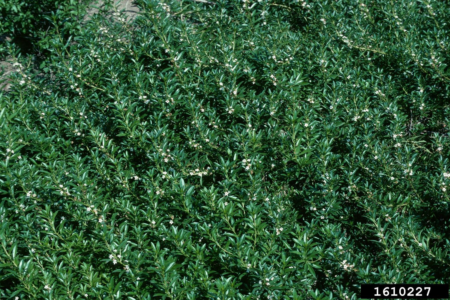 ngaio tree (Myoporum laetum G. Forst.)