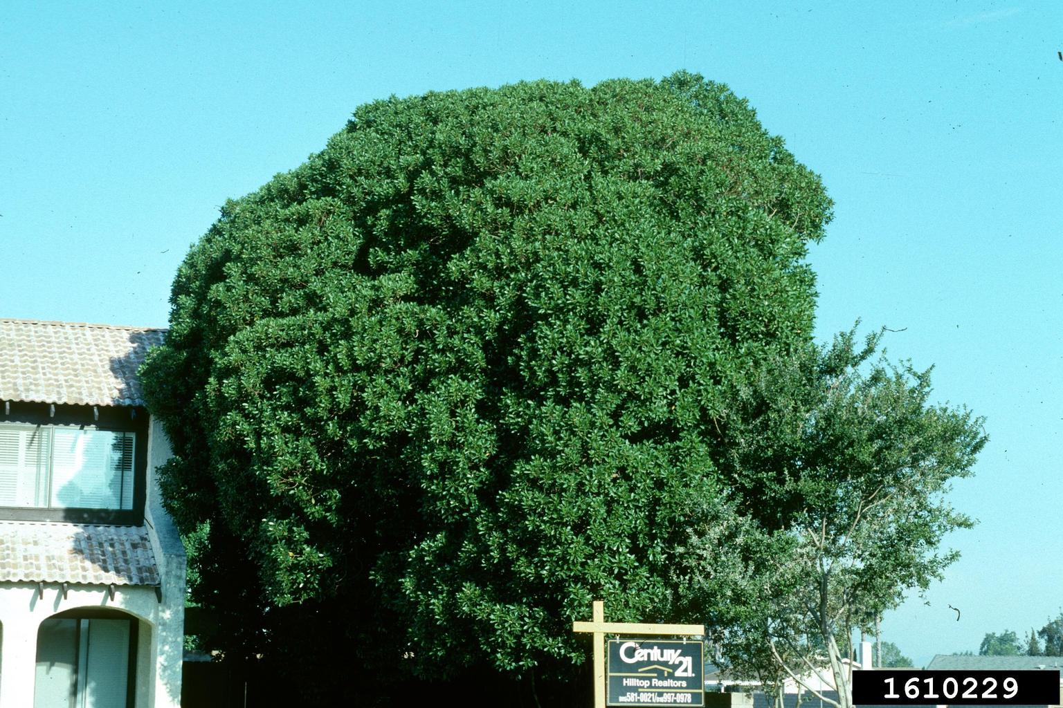 ngaio tree (Myoporum laetum G. Forst.)