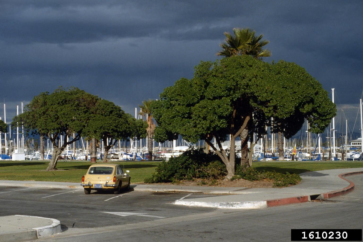 ngaio tree (Myoporum laetum G. Forst.)