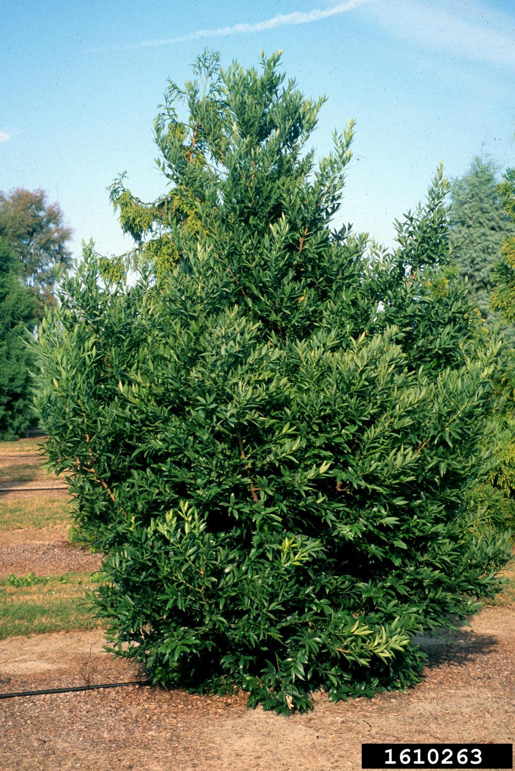 Asian bayberry (Nageia nagi (Thunb.) Kuntze)