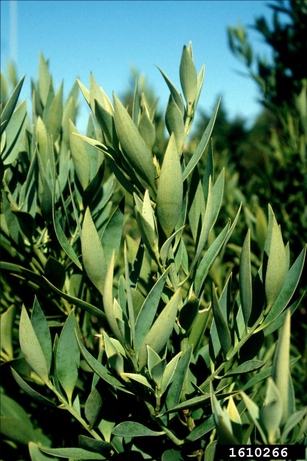 Asian bayberry (Nageia nagi (Thunb.) Kuntze)