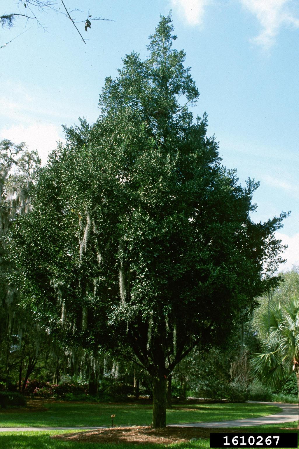 Asian bayberry (Nageia nagi (Thunb.) Kuntze)