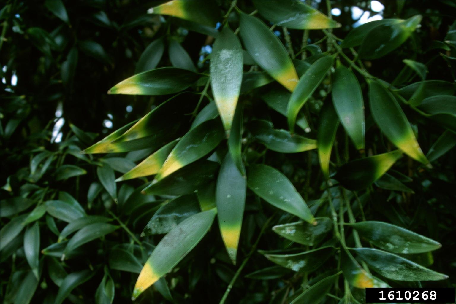 magnesium deficiency