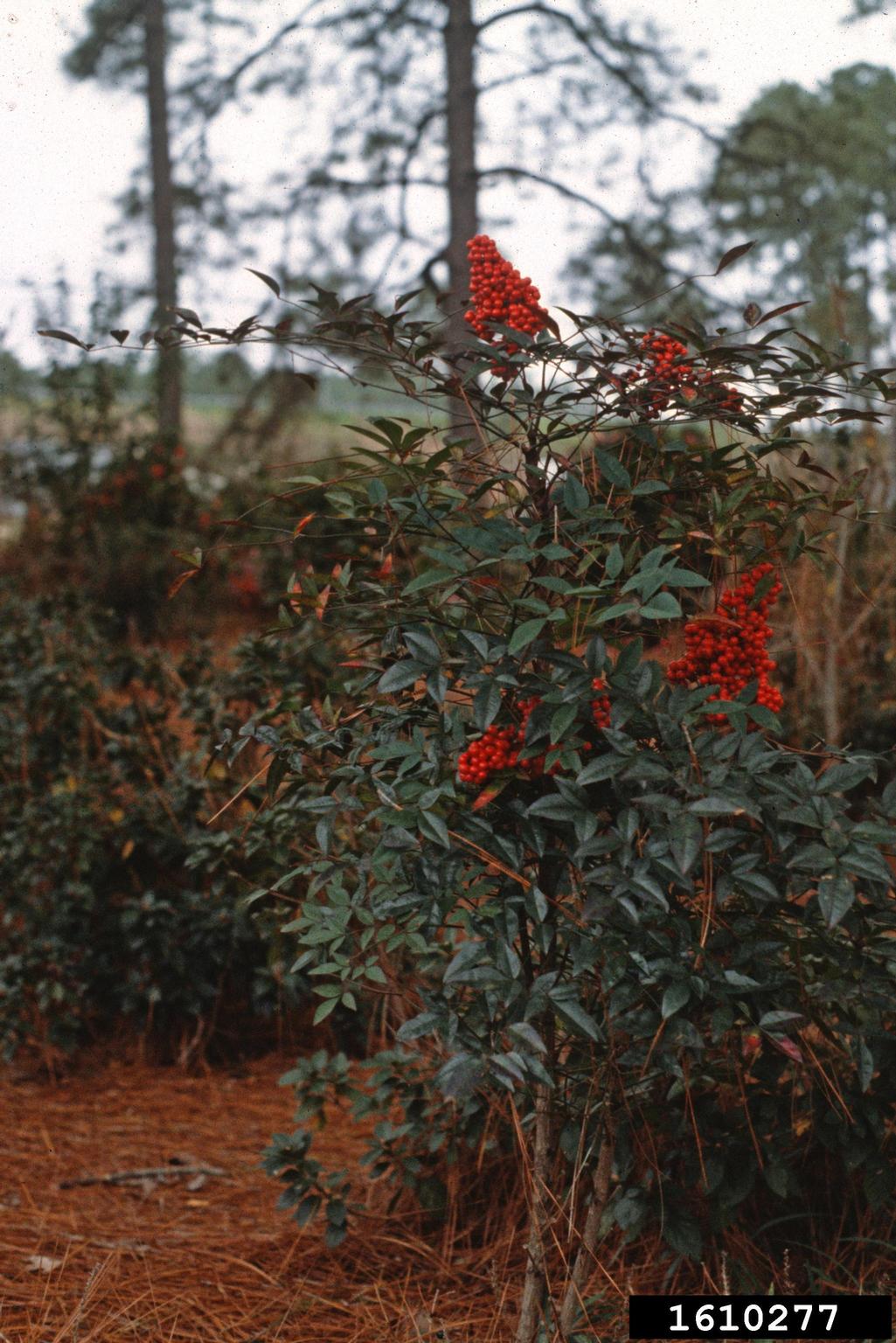 sacred bamboo (Nandina domestica Thunb.)