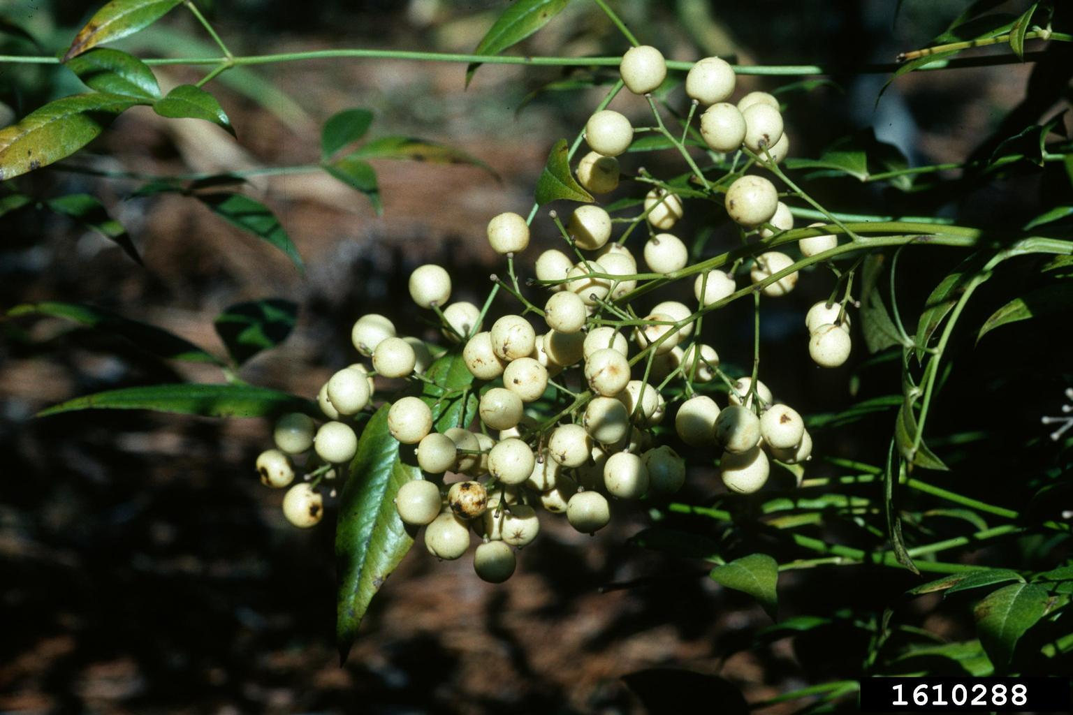 sacred bamboo, Nandina domestica (Ranunculales: Berberidaceae) - 1610288