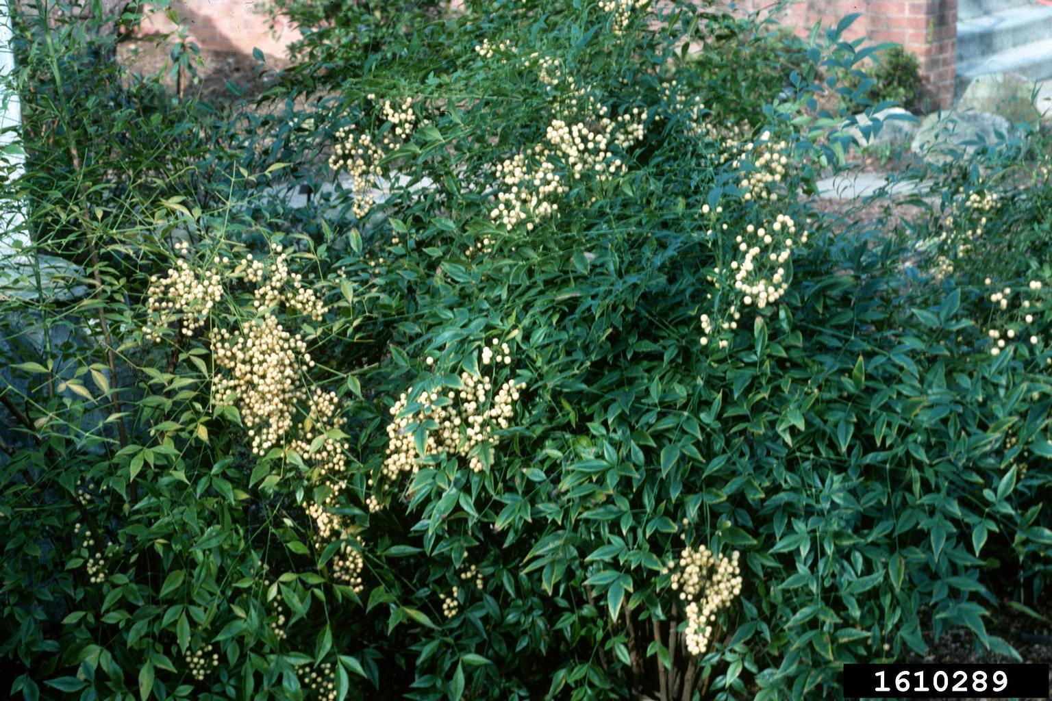 sacred bamboo, Nandina domestica (Ranunculales: Berberidaceae) - 1610289