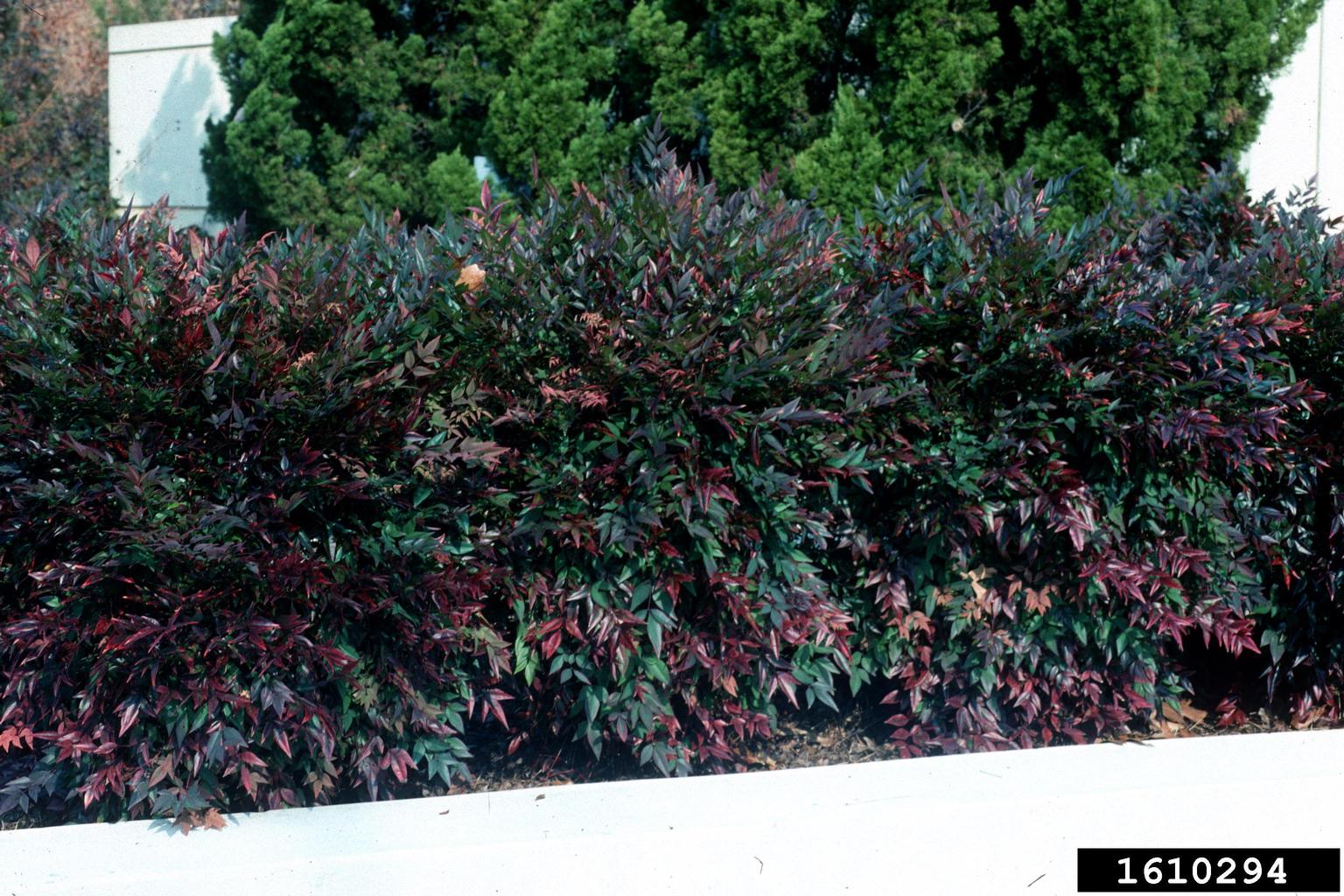 sacred bamboo (Nandina domestica)