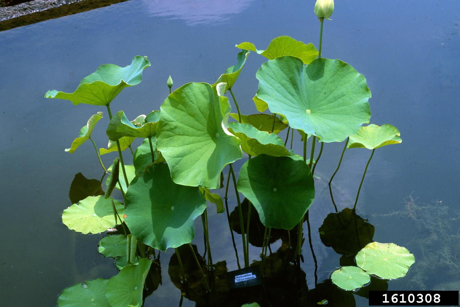 lotus (Genus Nelumbo)