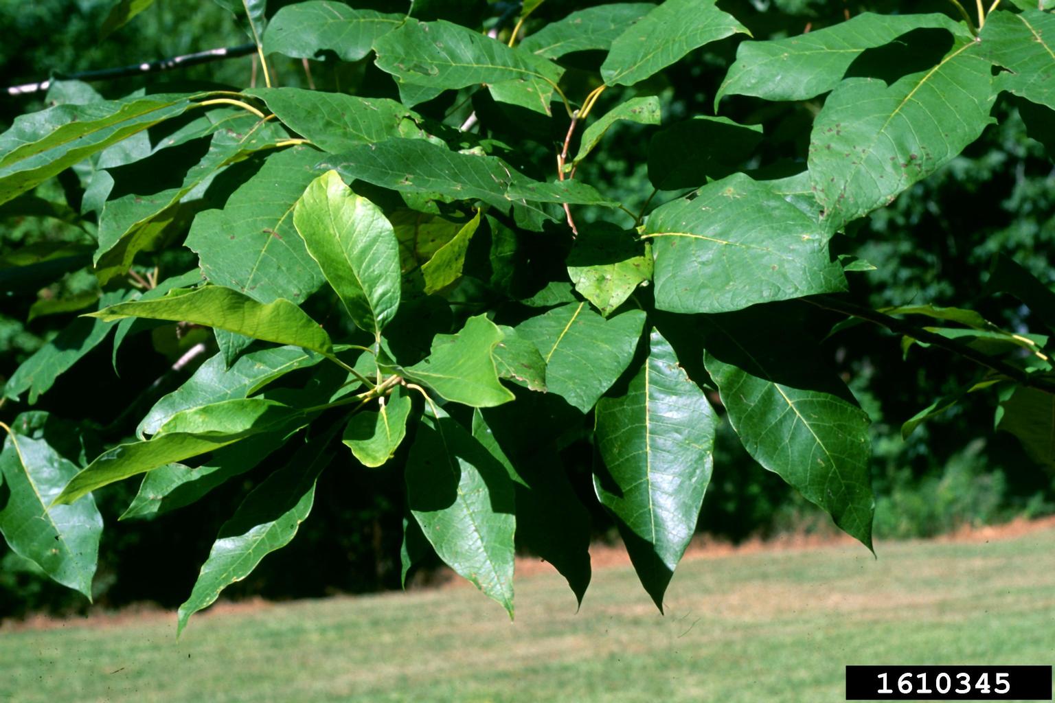 water tupelo (Nyssa aquatica L.)