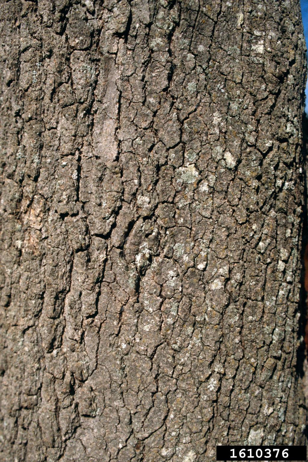 swamp tupelo (Nyssa biflora Walt.)