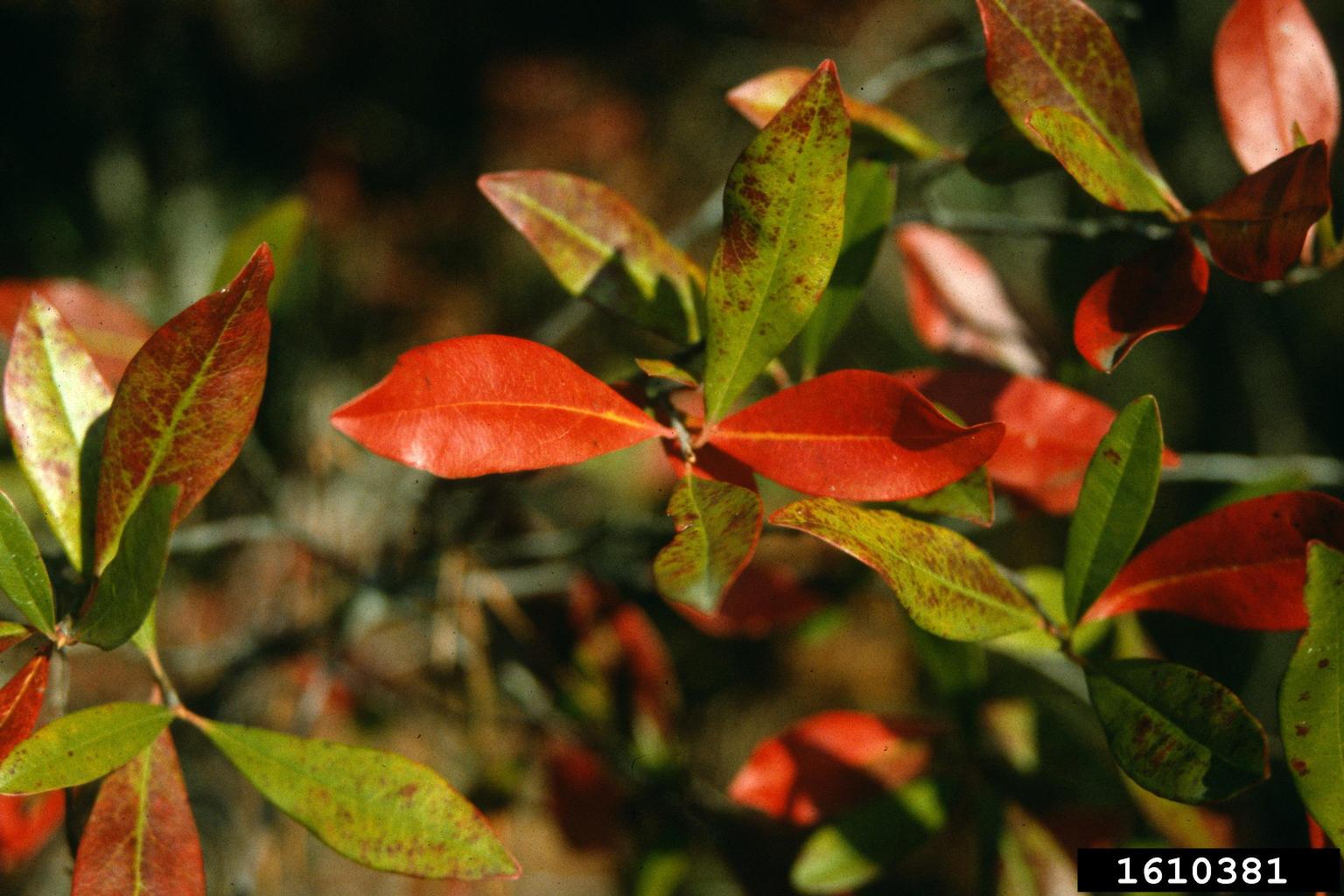 swamp tupelo (Nyssa biflora Walt.)