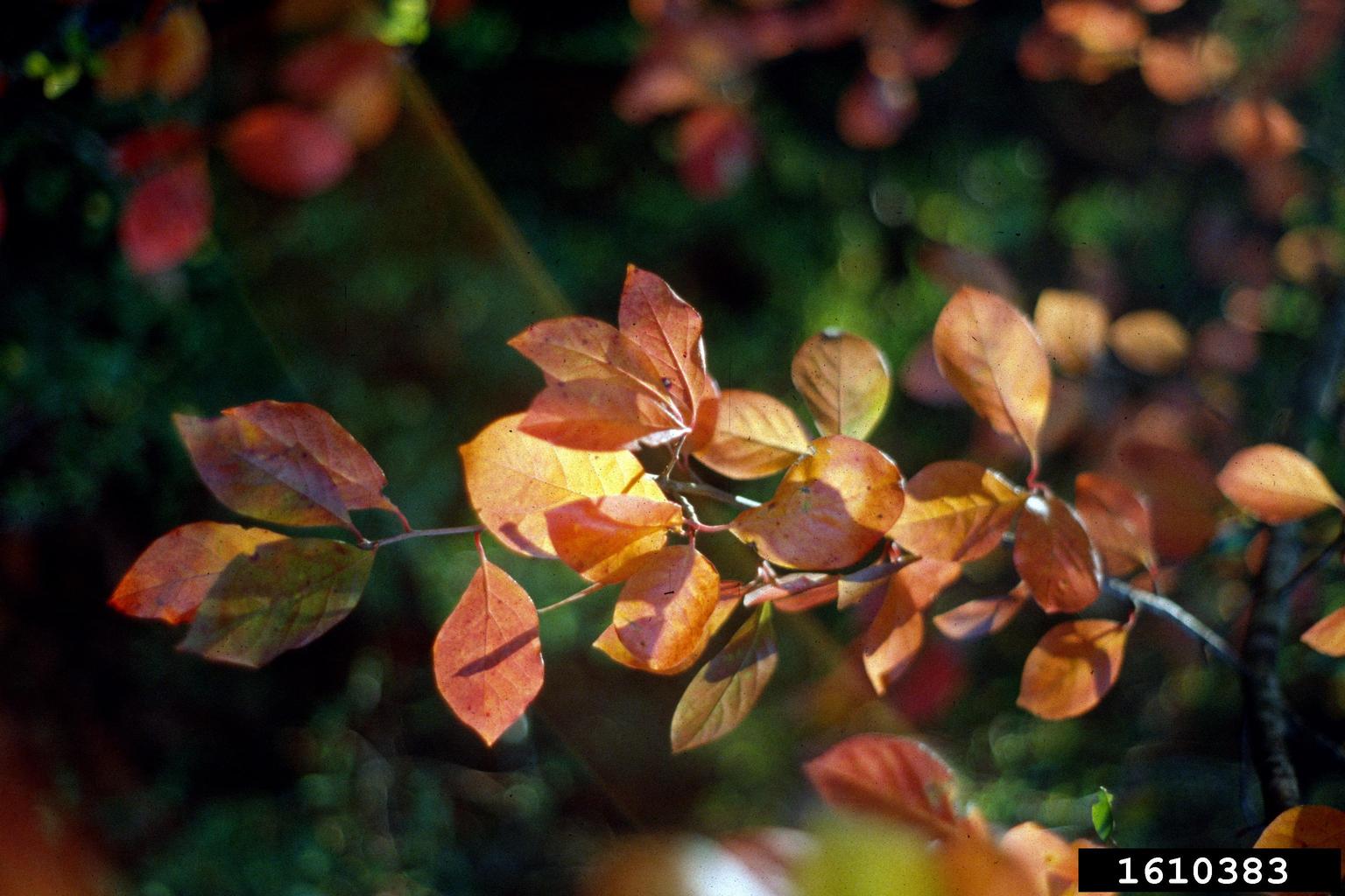 swamp tupelo (Nyssa biflora)