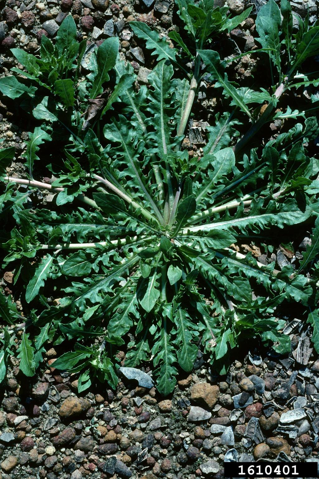 cutleaf evening-primrose (Oenothera laciniata Hill)