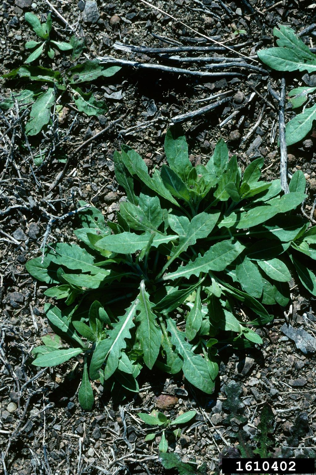 cutleaf evening-primrose (Oenothera laciniata Hill)