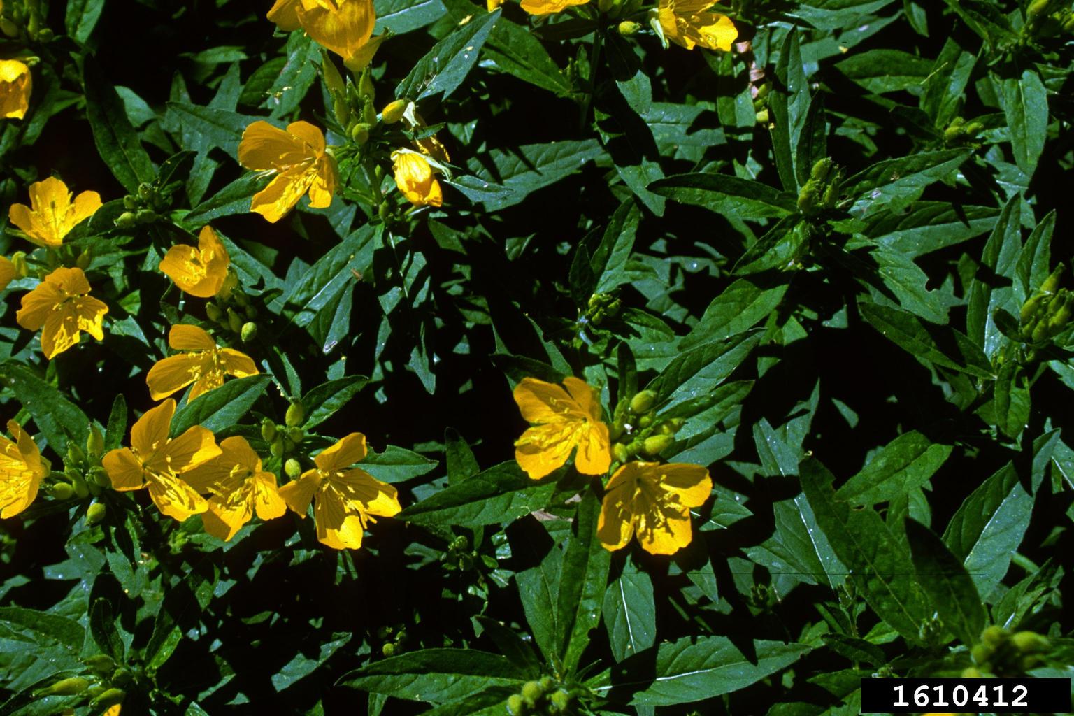 narrowleaf evening primrose (Oenothera fruticosa ssp. glauca (Michx ...