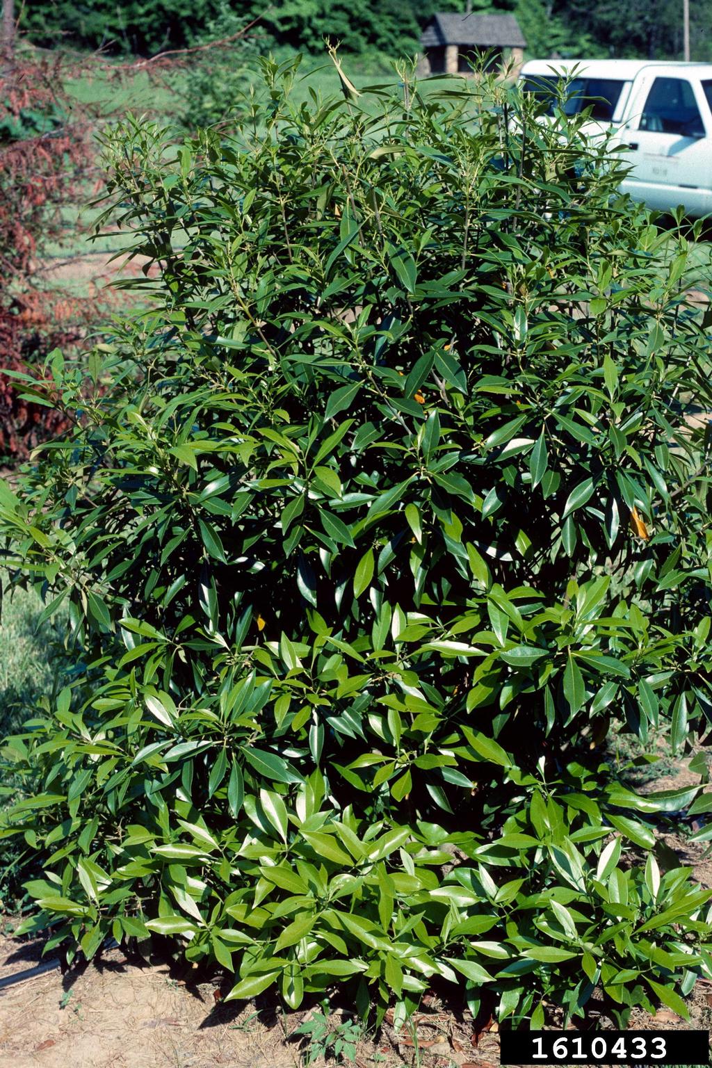 devilwood (Osmanthus americanus (L.) Benth. & Hook. f. ex Gray)