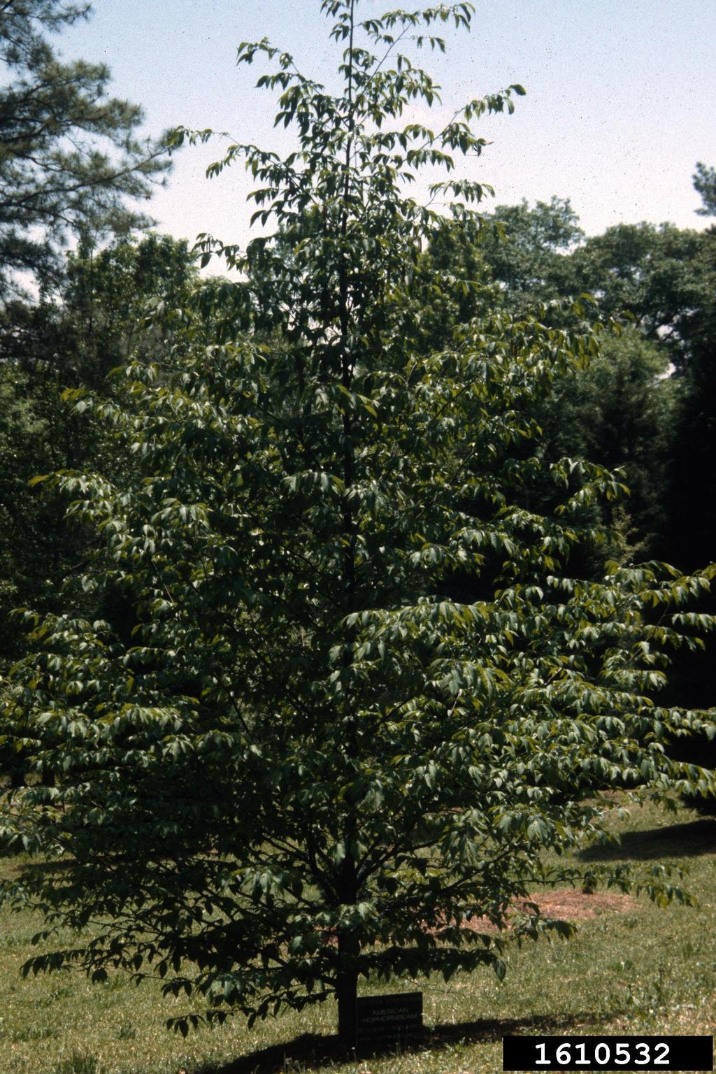 hophornbeam (Ostrya virginiana (P. Mill.) K. Koch)