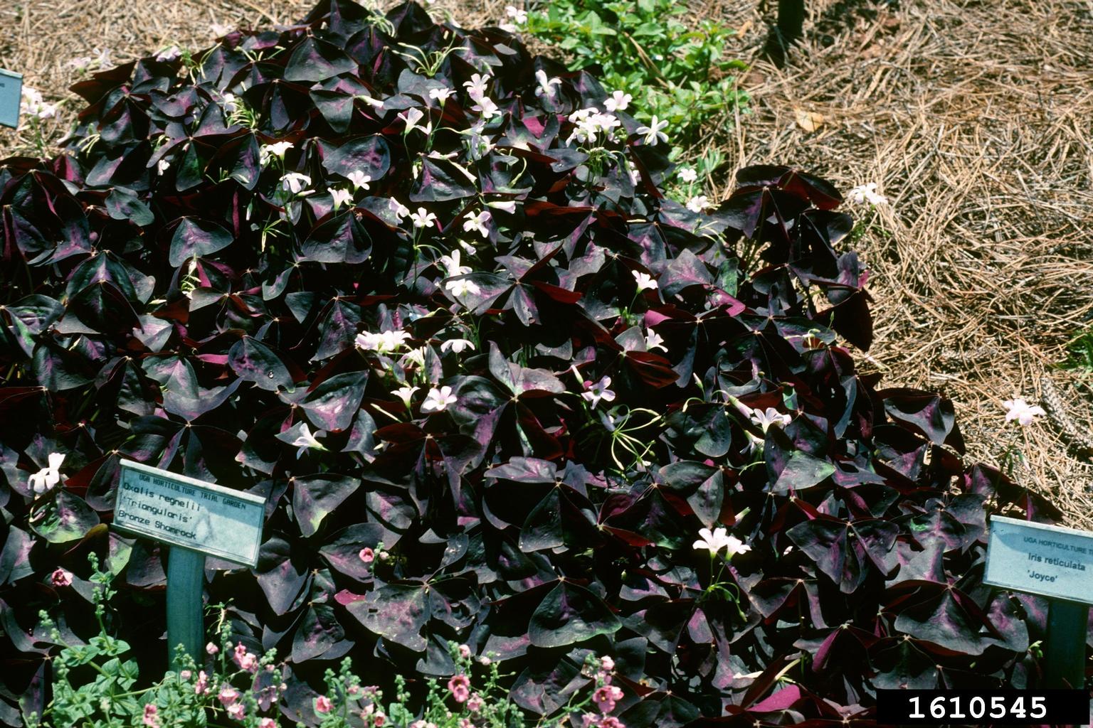 sorrel (Oxalis regnellii)