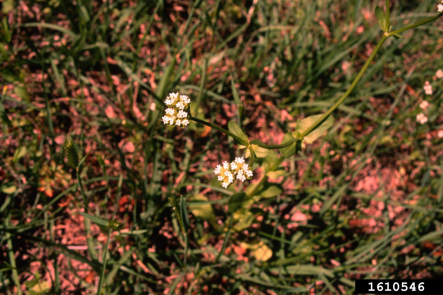 cowbane (Genus Oxypolis)