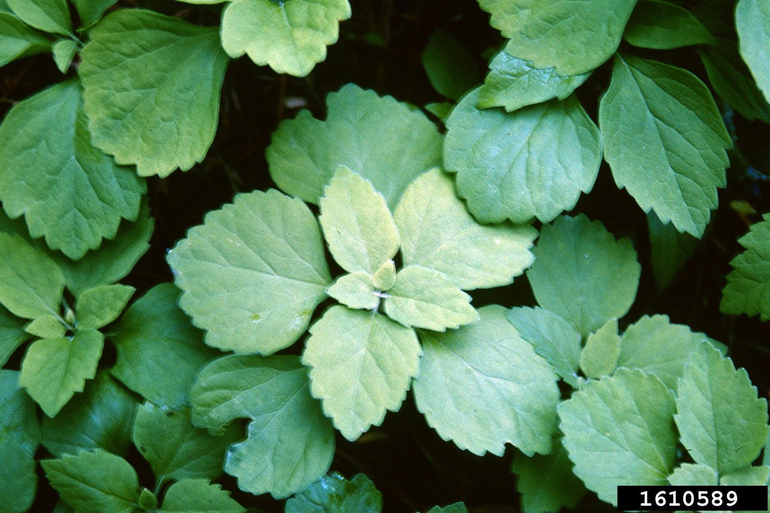 Allegheny spurge (Pachysandra procumbens Michx.)