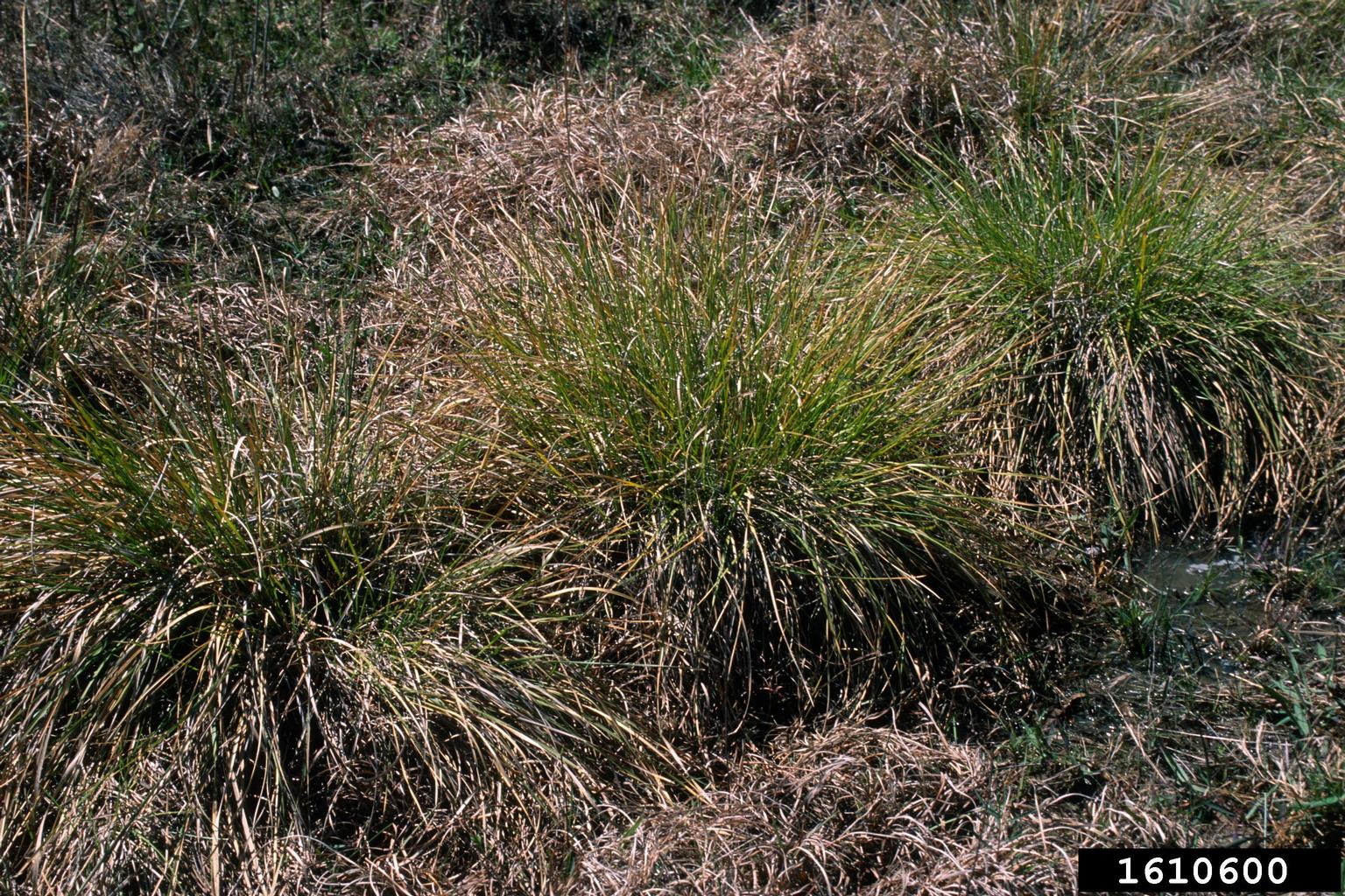 redtop panicum (Panicum rigidulum Bosc ex Nees)