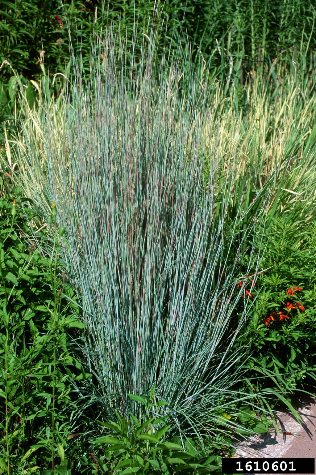 switchgrass (Panicum virgatum L.)