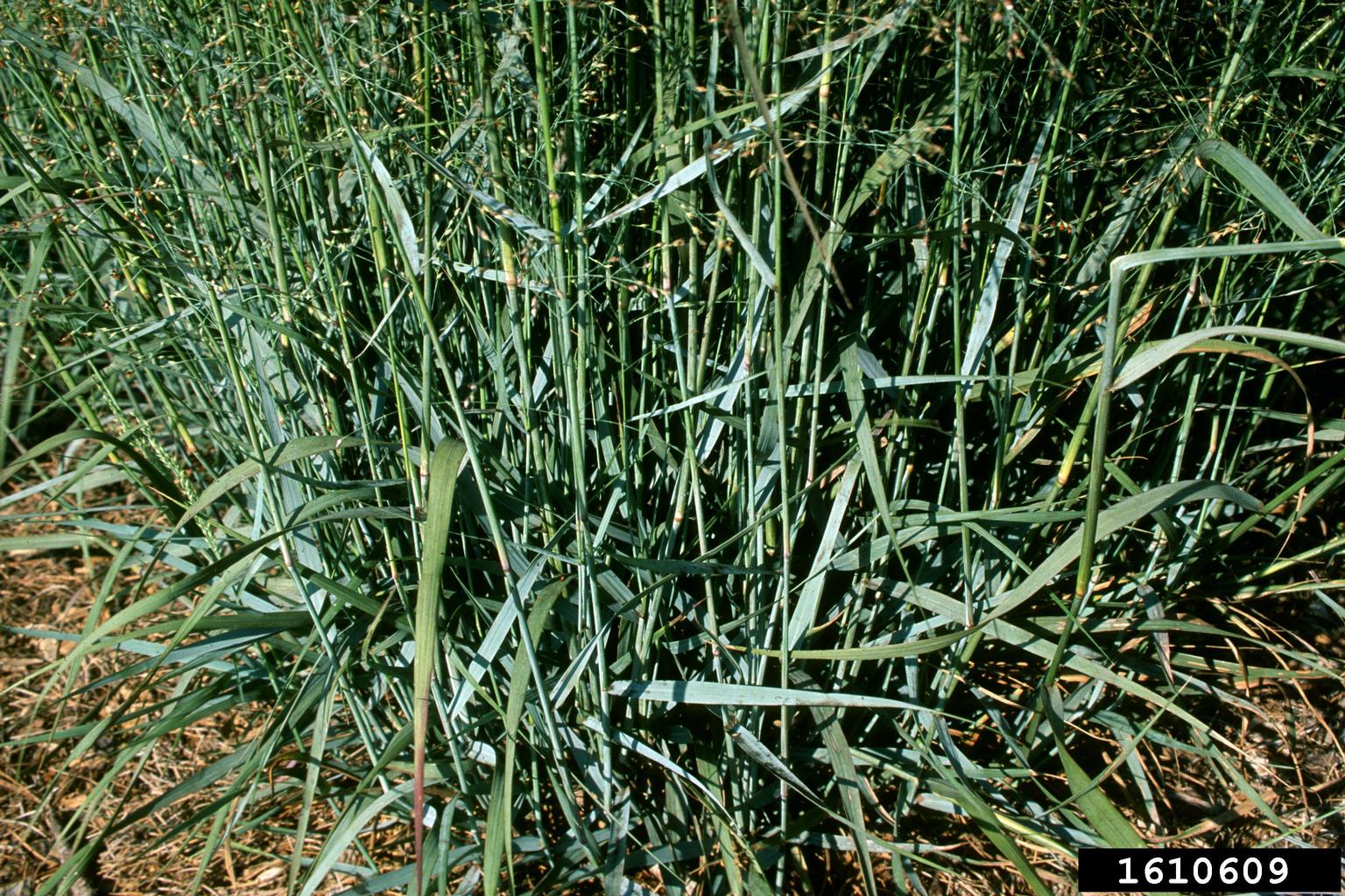 switchgrass (Panicum virgatum)