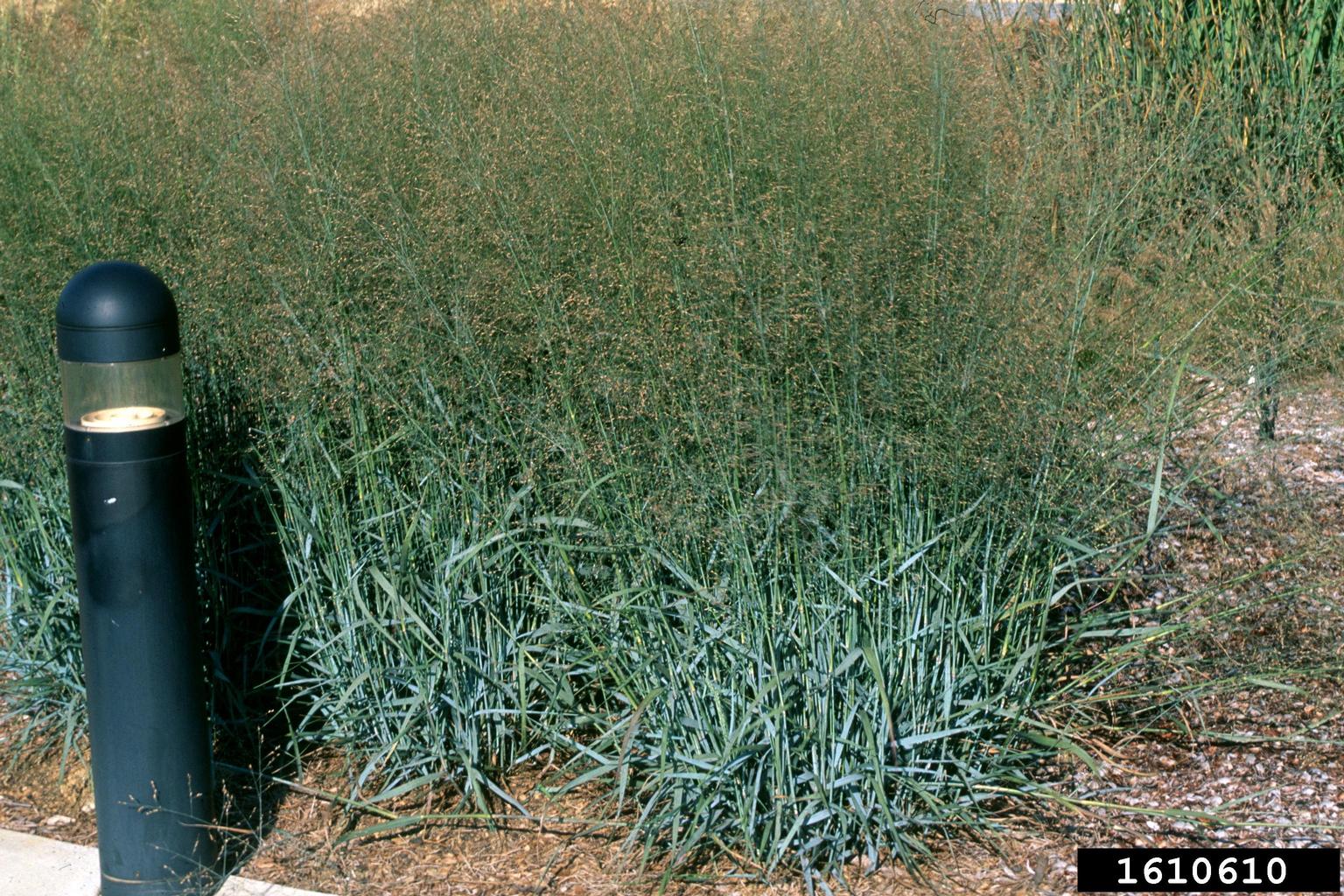 switchgrass (Panicum virgatum)