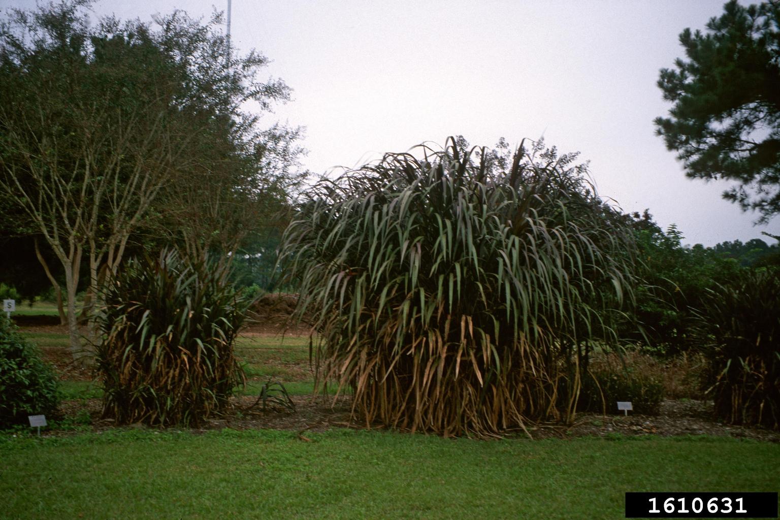 elephant grass (Cenchrus purpureus (Schumach.) Morrone)