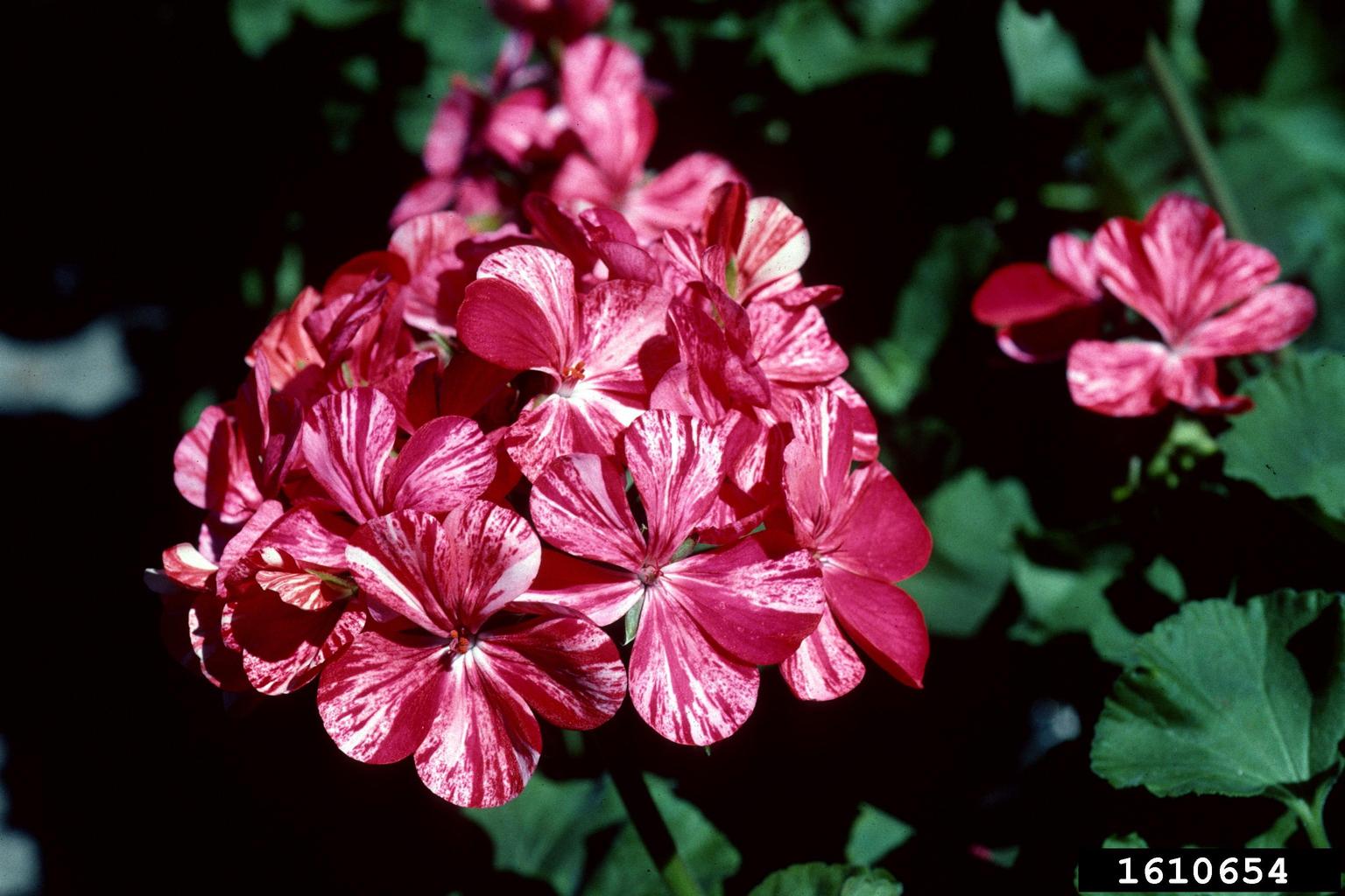 zonal geranium (Pelargonium x hortorum Bailey (pro sp.) [inquinans × ...
