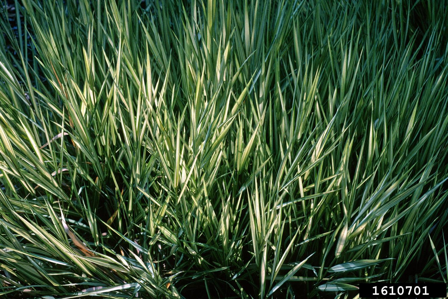 reed canarygrass (Phalaris arundinacea L.)