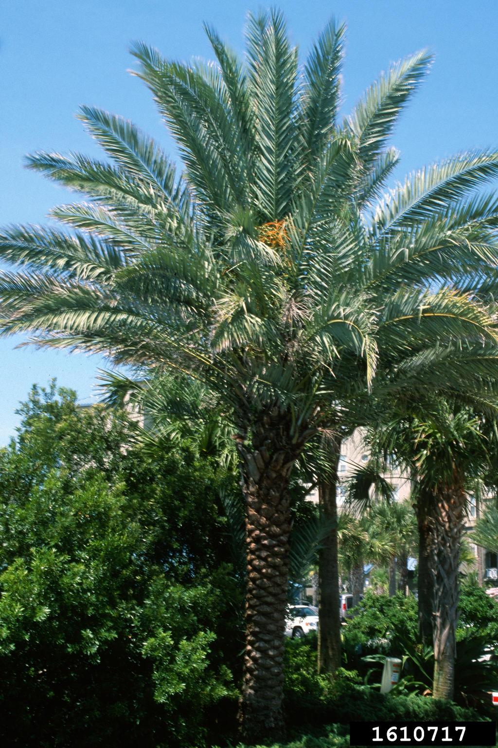 date palm (Phoenix dactylifera L.)