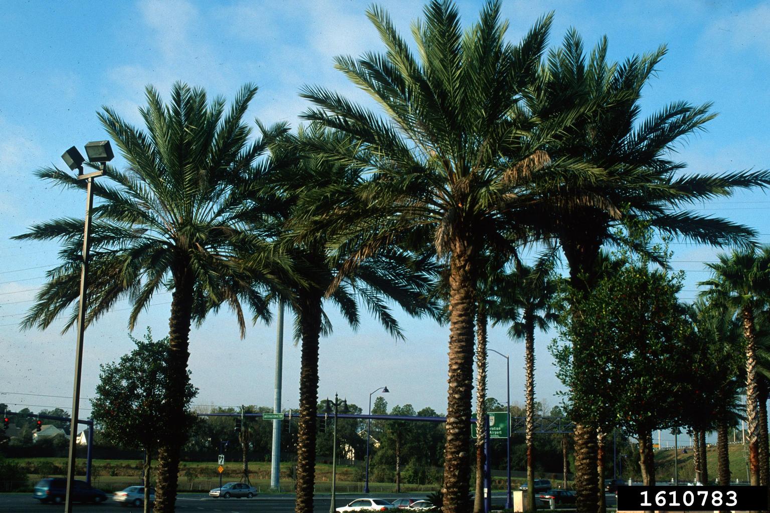 date palm (Phoenix dactylifera L.)