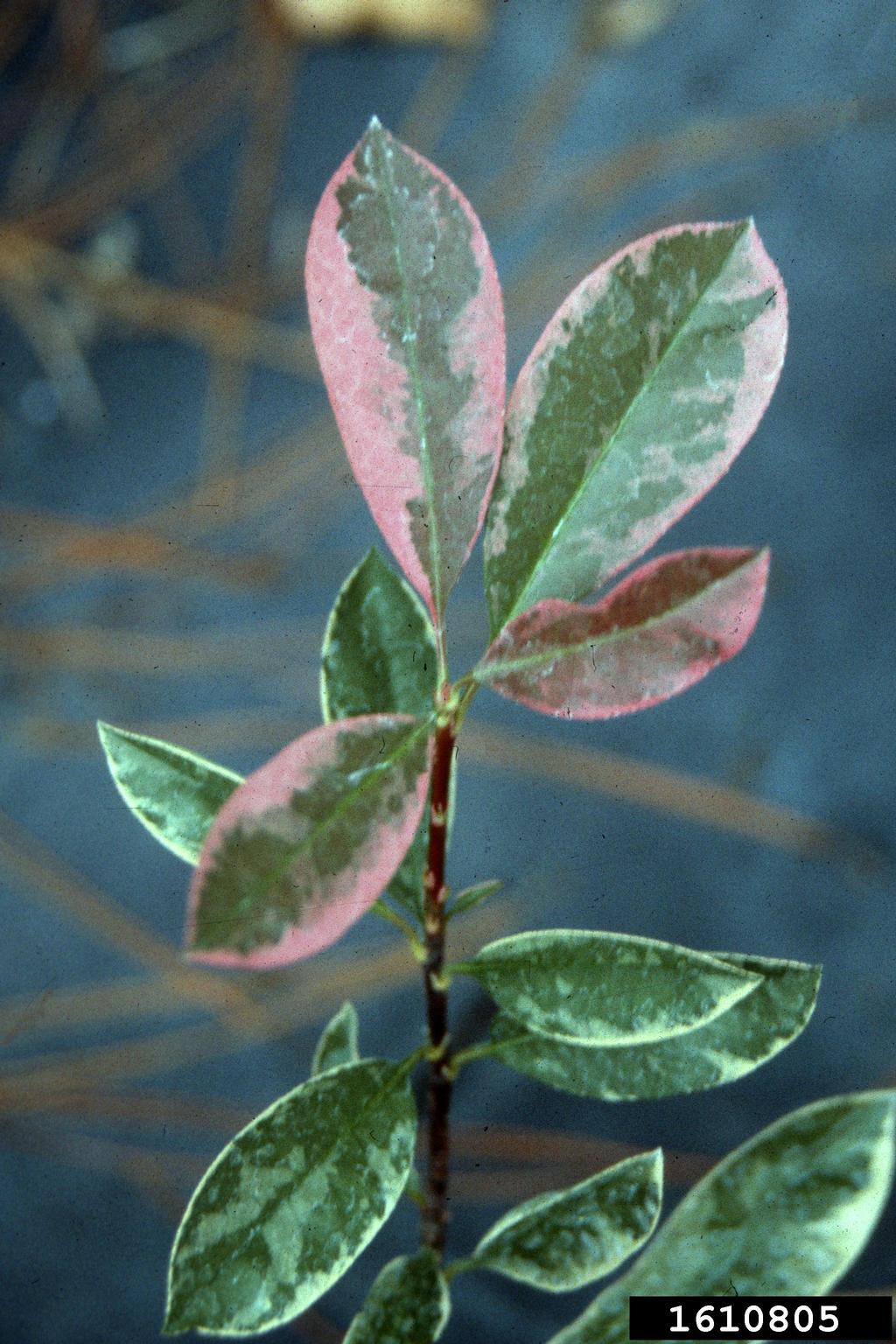Japanese photinia (Photinia glabra)